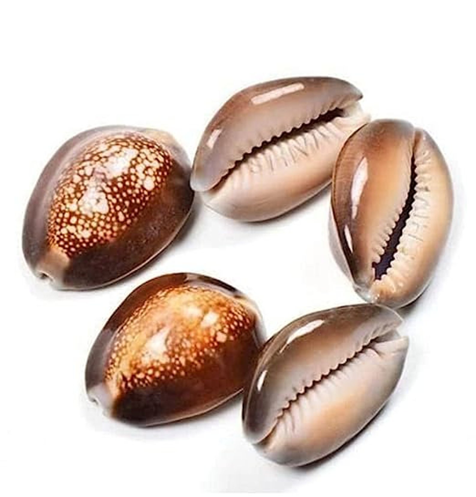 Little Lakshmi Peeli/yellow Kawri Kodi Cowrie Sea Shell - Etsy