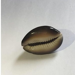 Little Lakshmi Peeli/yellow Kawri Kodi Cowrie Sea Shell - Etsy