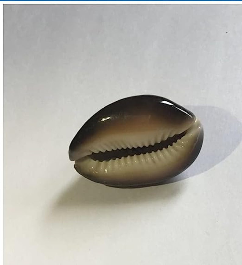 Little Lakshmi Peeli/yellow Kawri Kodi Cowrie Sea Shell - Etsy