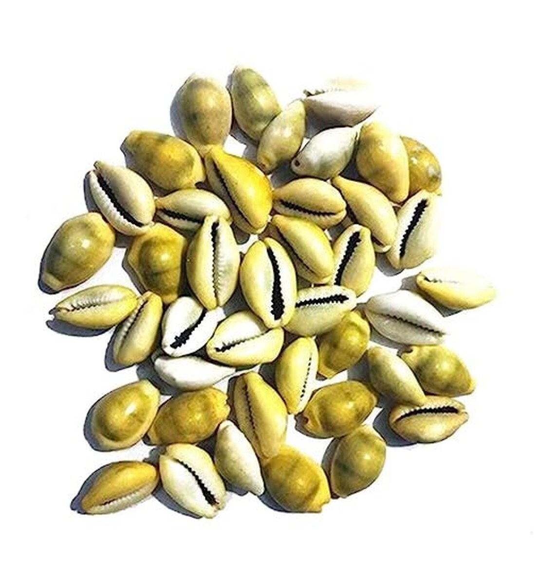 Little Lakshmi Peeli/yellow Kawri Kodi Cowrie Sea Shell - Etsy