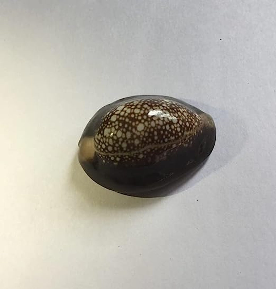 Little Lakshmi Peeli/yellow Kawri Kodi Cowrie Sea Shell - Etsy