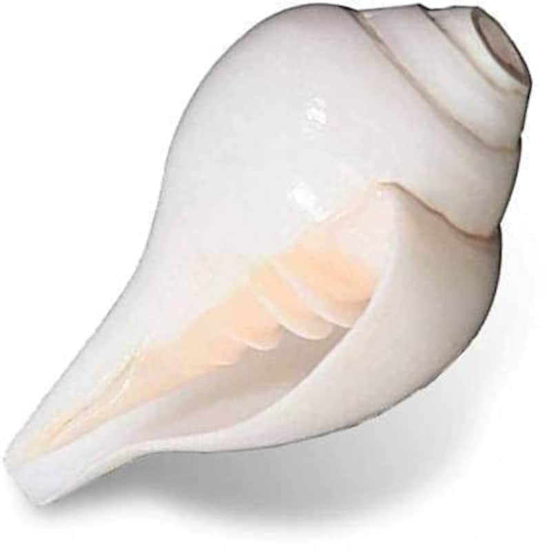 Handmade Natural White Loud Blowing Shankh for Pooja Vamavarti Shankh ...