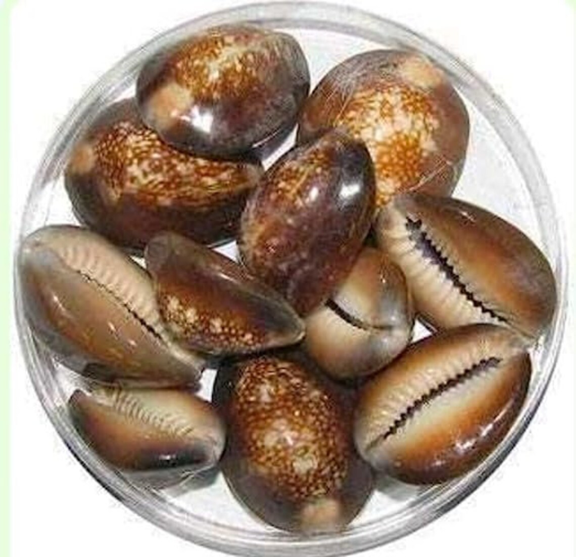 Little Lakshmi Peeli/yellow Kawri Kodi Cowrie Sea Shell - Etsy