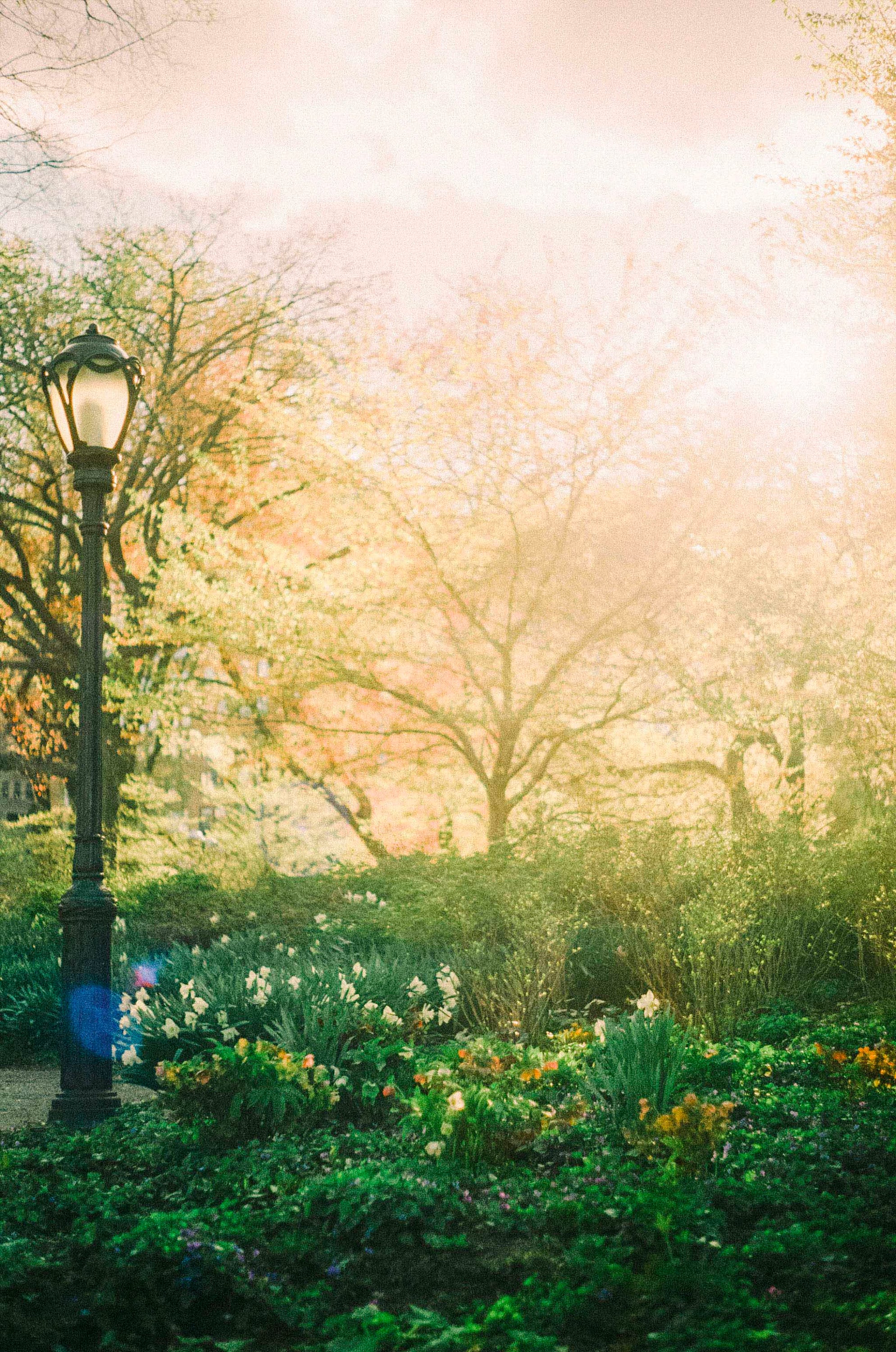 New York Spring Flowers in Central Park Film Photography Fine Art Print ...