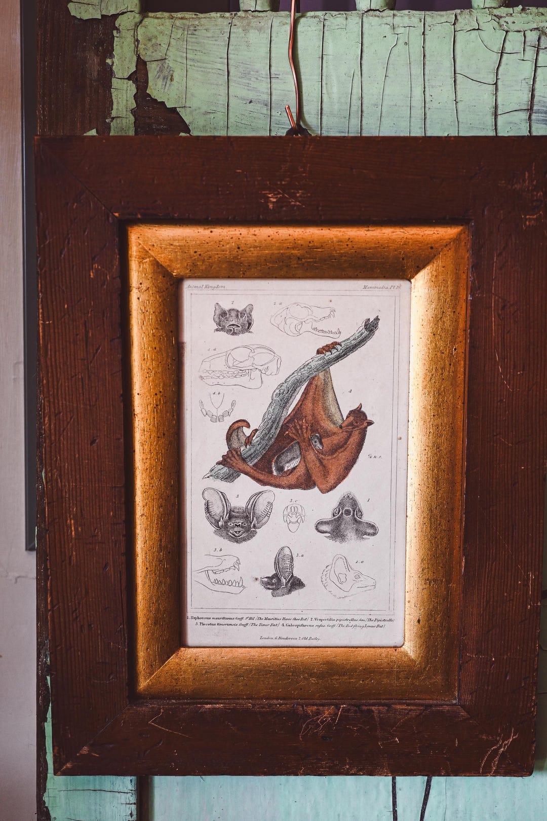 Antique 1800s Buffon Animal Illustration: Vintage Bat Print From ...