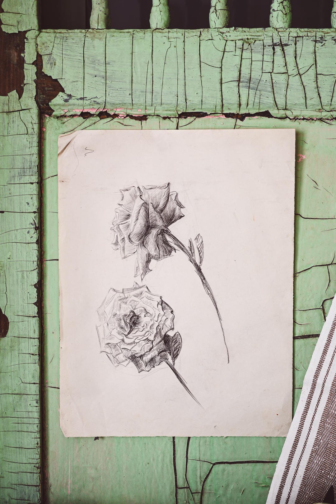 Dual Perspective Rose Sketch: Hand-drawn Pencil Artwork on Paper From ...