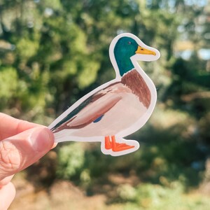 Mallard Duck Sticker | Cute Duck Sticker | Watercolor Mallard Sticker ...
