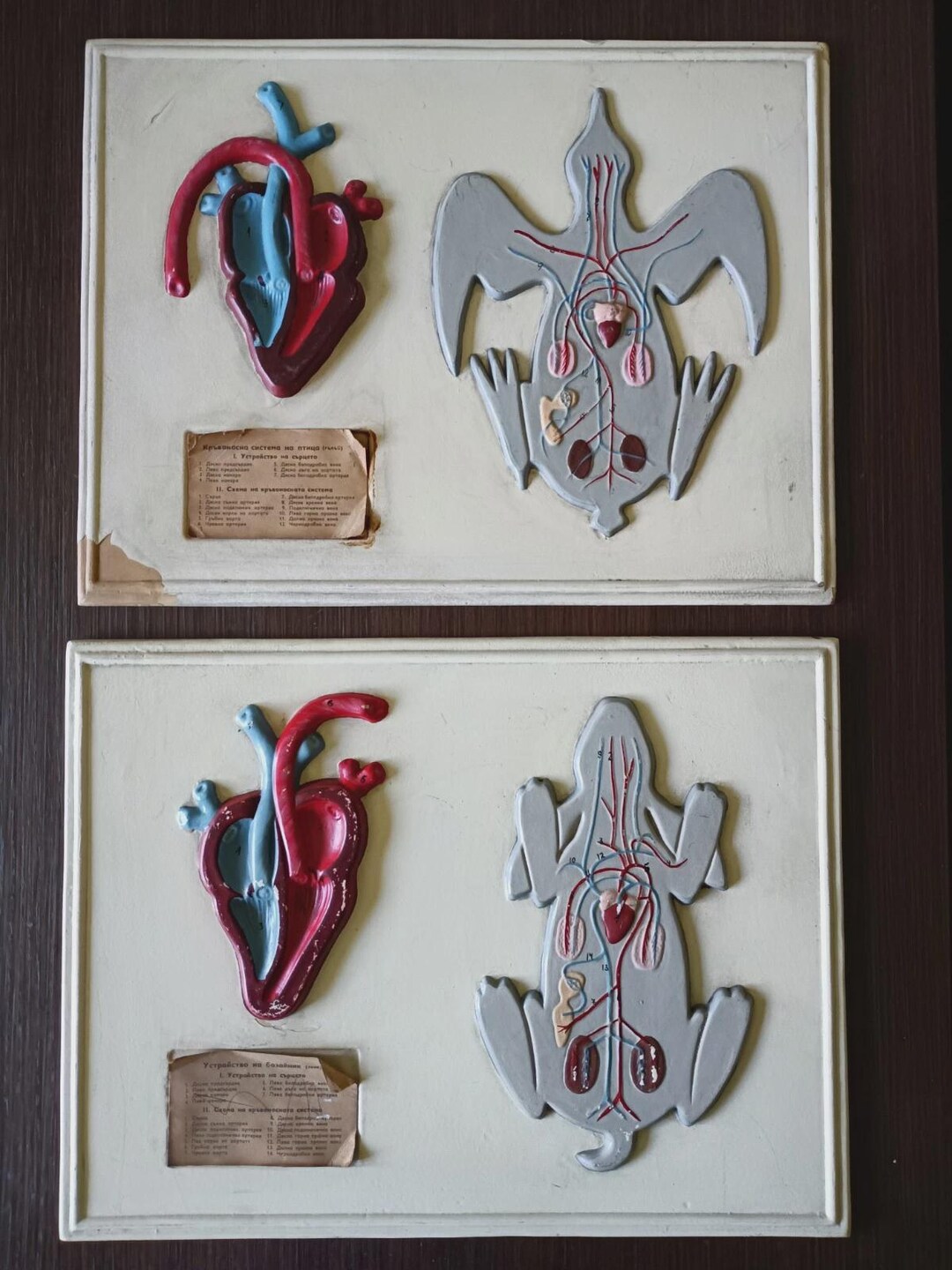 Vintage Educational Anatomy Wall Panels – Animal Circulatory System ...