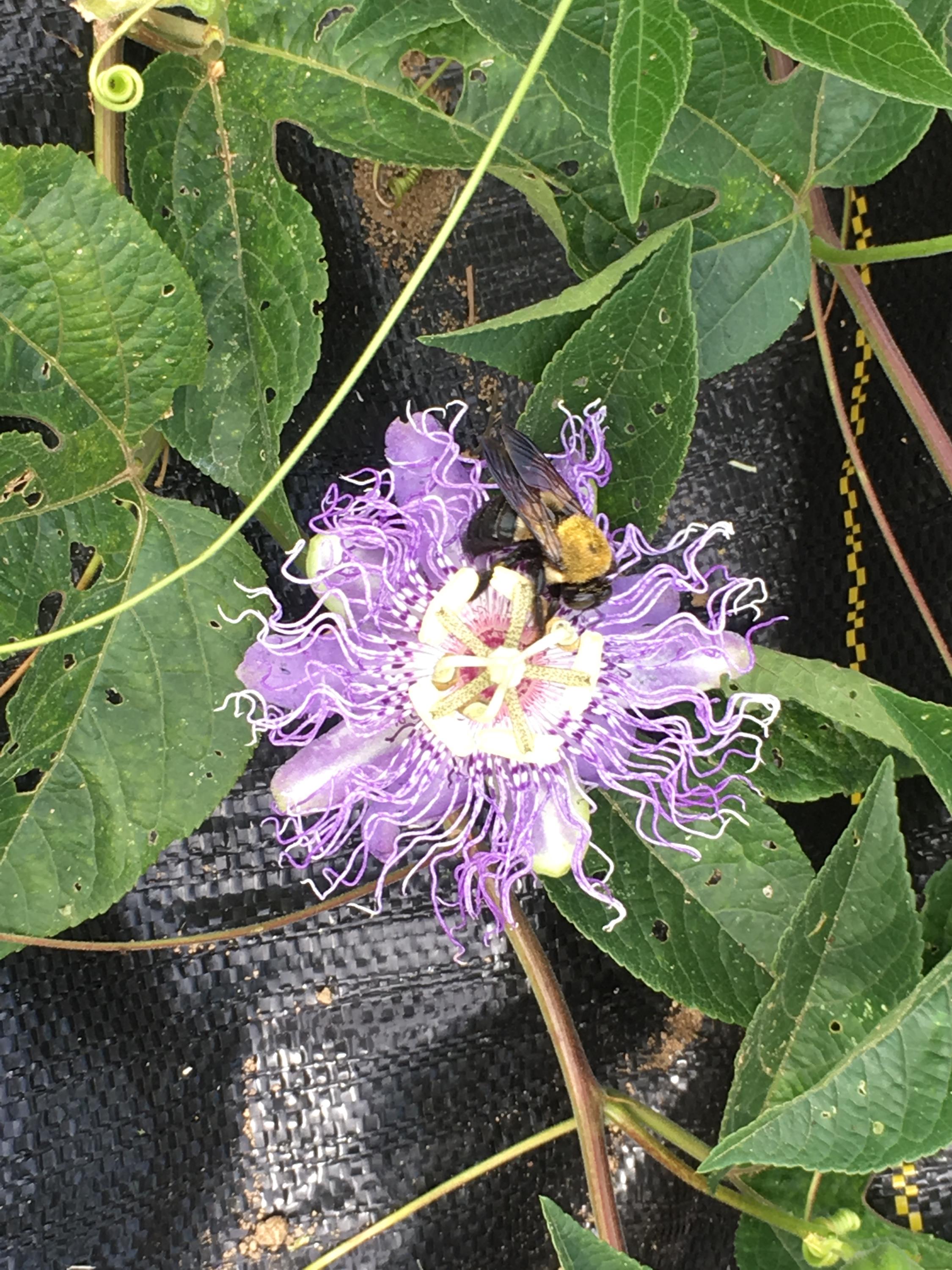 Hardy Passionfruit Seed - Passiflora Incarnata - Naturally Grown - Etsy