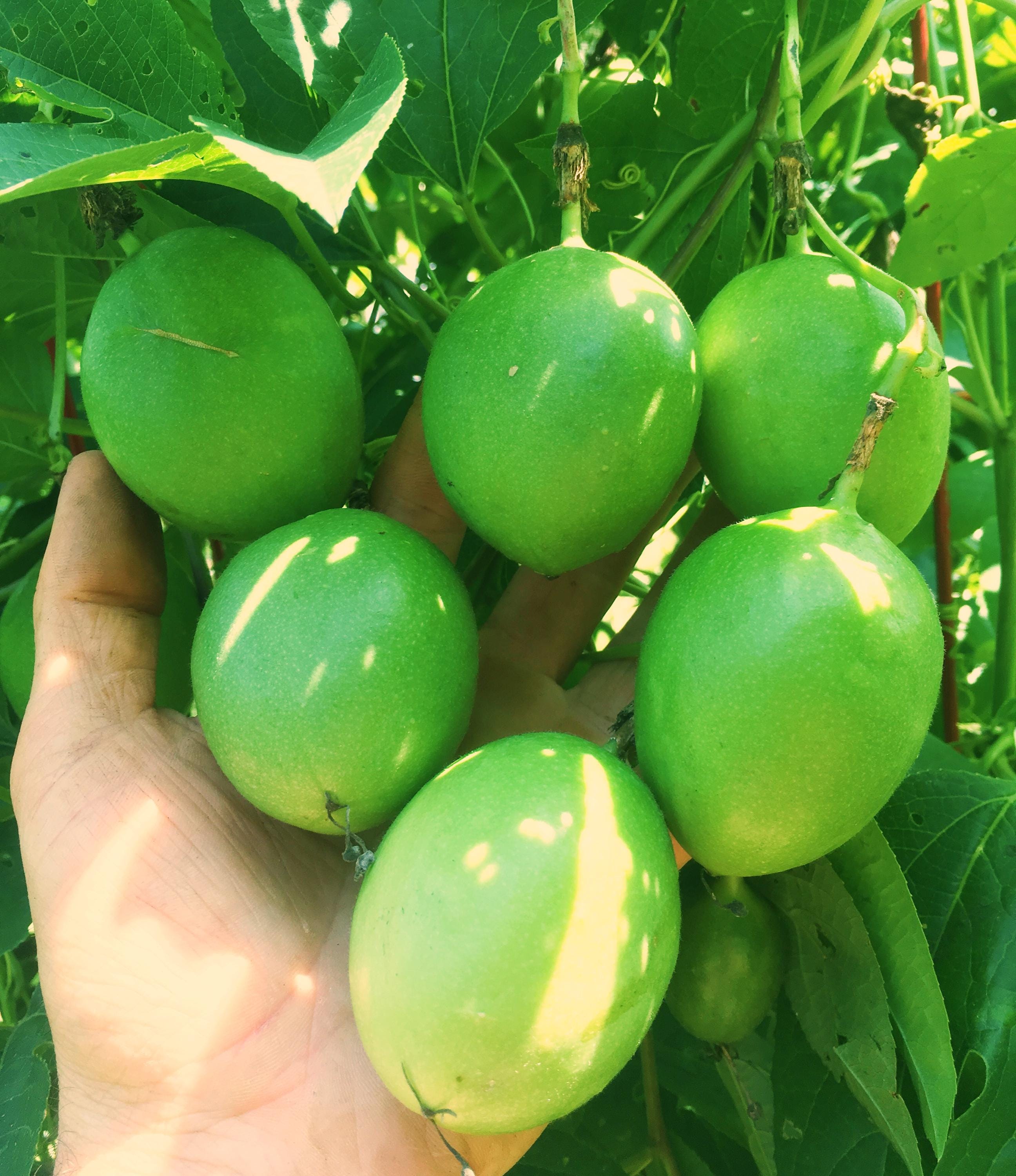 Hardy Passionfruit Seed - Passiflora Incarnata - Naturally Grown - Etsy