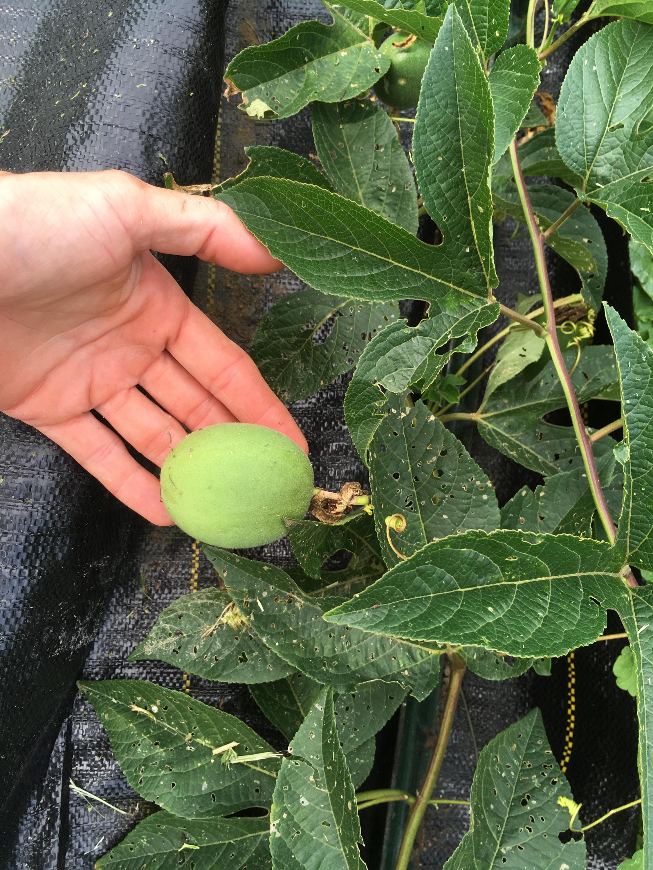 Hardy Passionfruit Seed - Passiflora Incarnata - Naturally Grown - Etsy