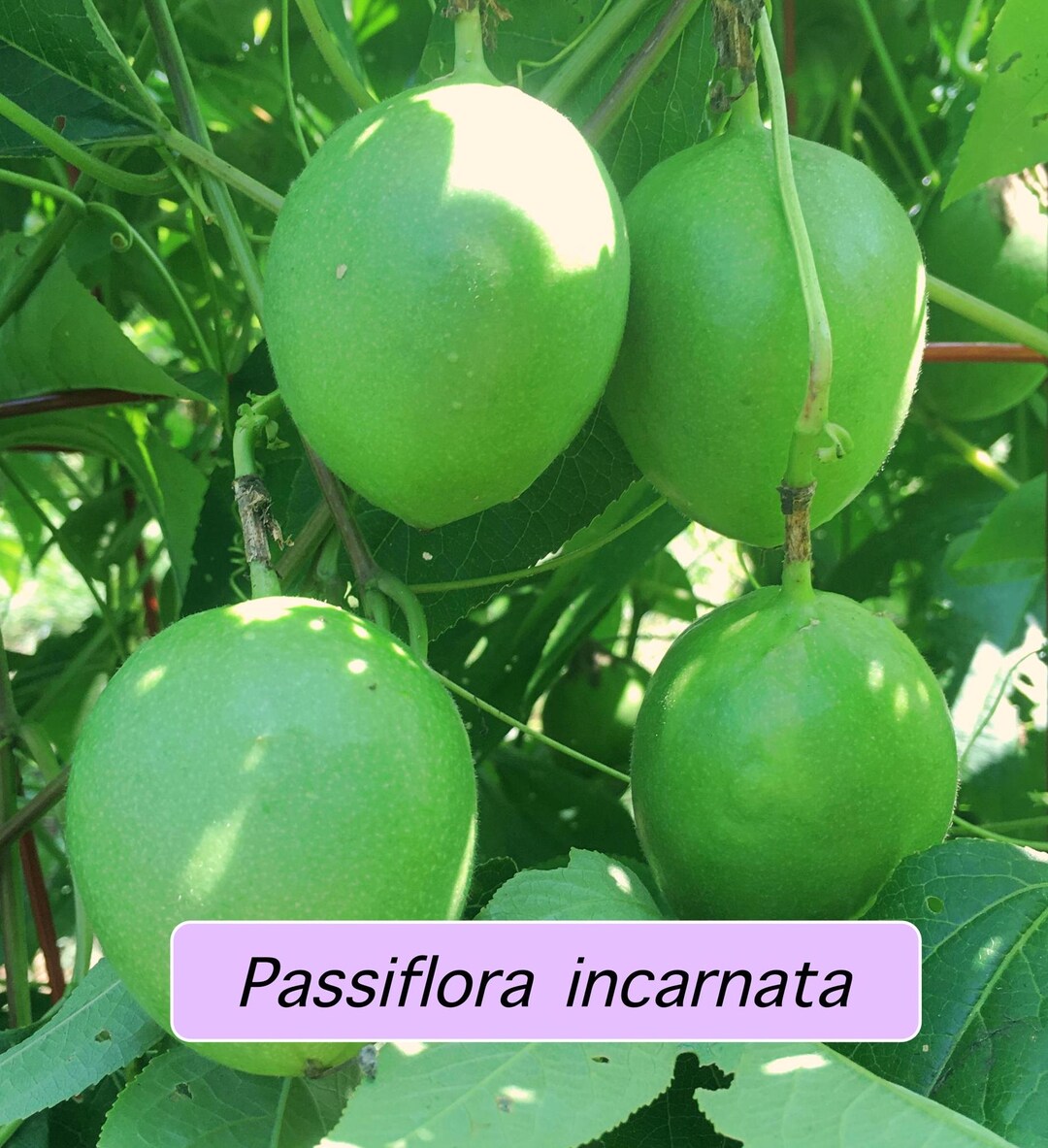 Hardy Passionfruit Seed - Passiflora Incarnata - Naturally Grown - Etsy