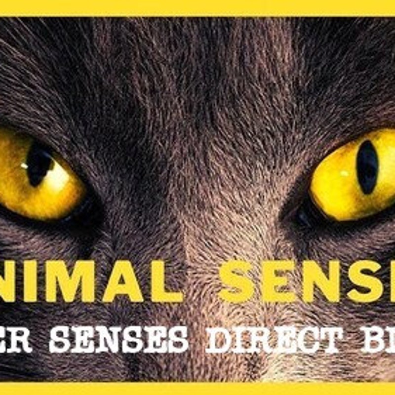 Super Strength - Etsy