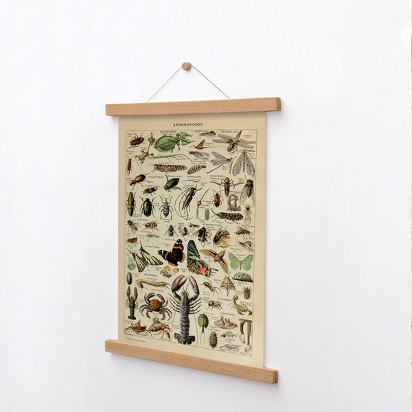 Insect Chart - Etsy