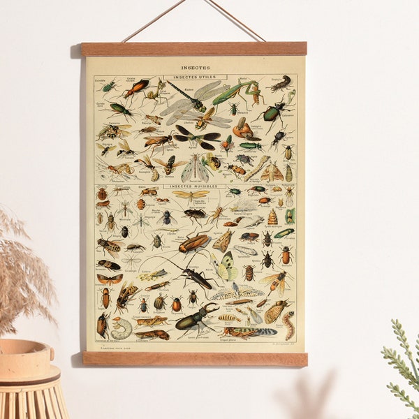 Insect Chart - Etsy