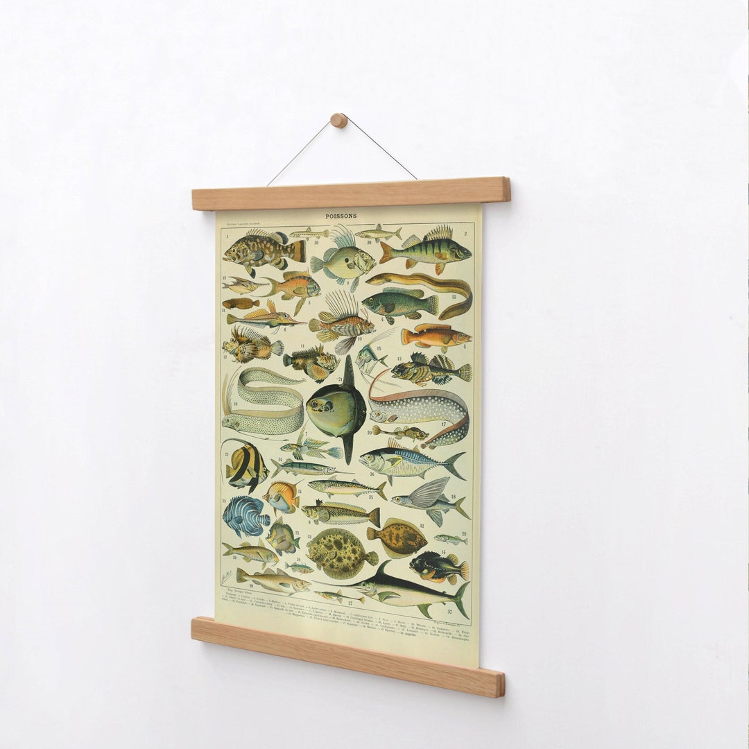 Vintage Fisch Print, französische Fisch Chart Fischen Illustration ...