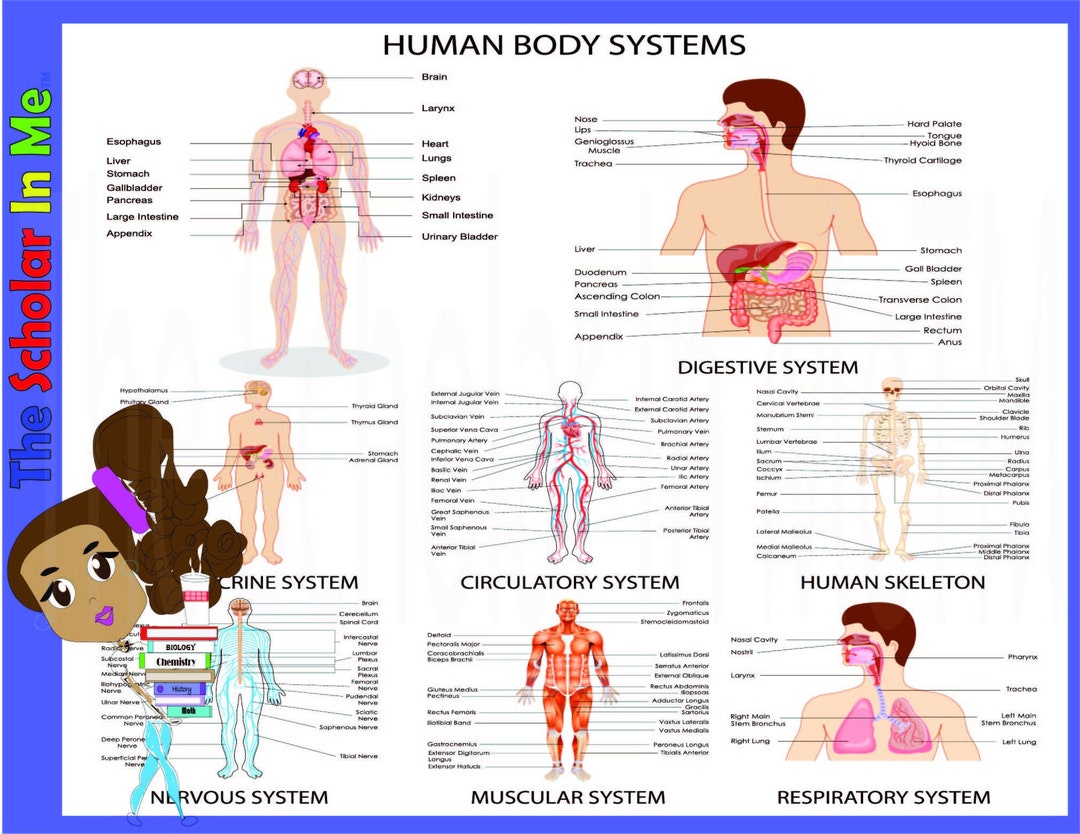 Human Body- the Scholar in Me Human Body Digital PDF, JPEG Download ...