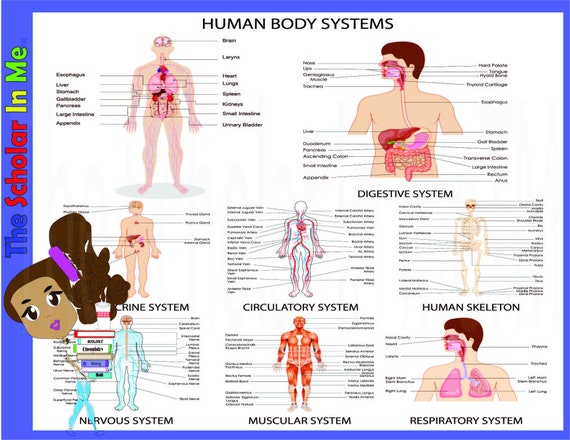 Human Body the Scholar in Me Human Body Digital PDF JPEG - Etsy