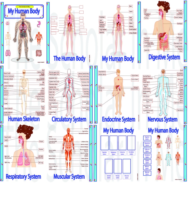 Human Body- the Scholar in Me Human Body Digital PDF, JPEG Download ...