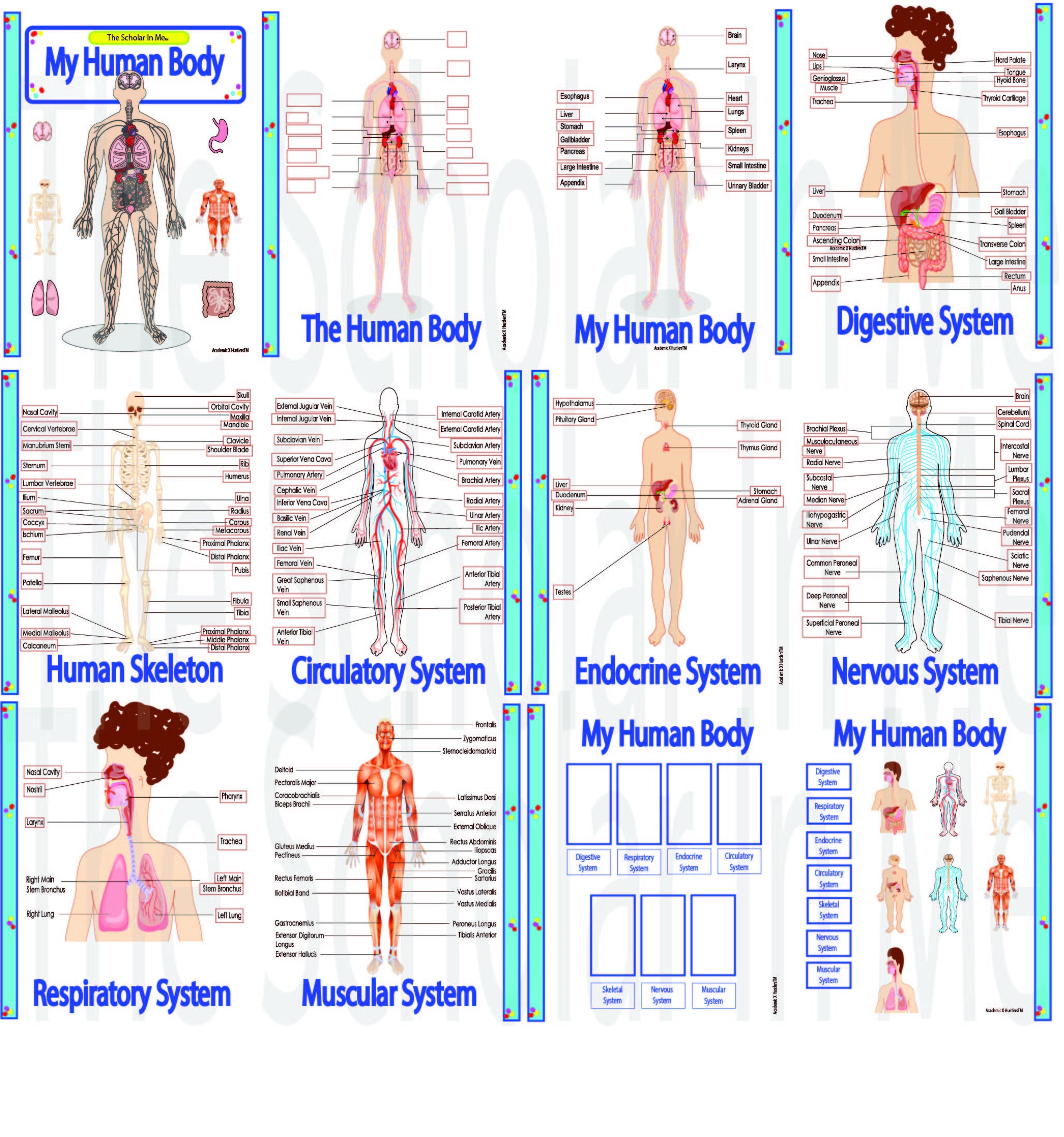 Human Body- the Scholar in Me Human Body Digital PDF, JPEG Download ...