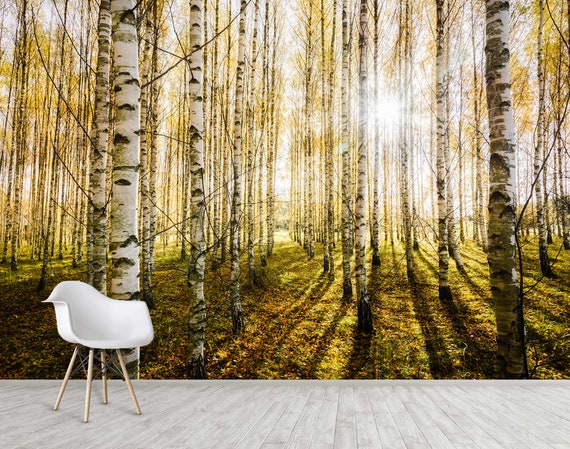 Birch Tree Forest Wallpaper