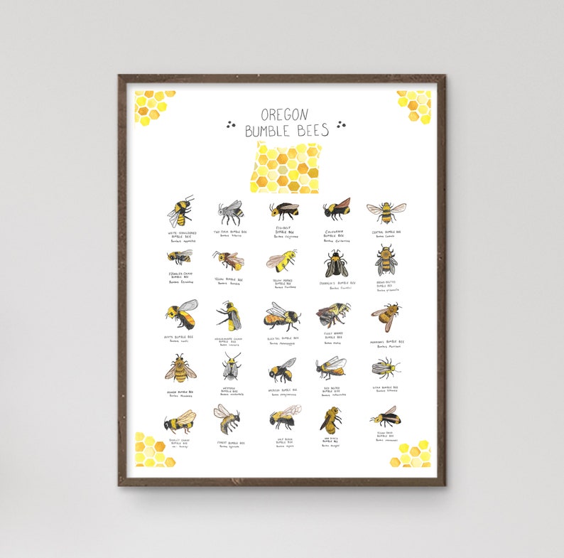 Oregon Bumble Bees Poster Watercolor Print Bee Keeper Gifts Oregon Art ...
