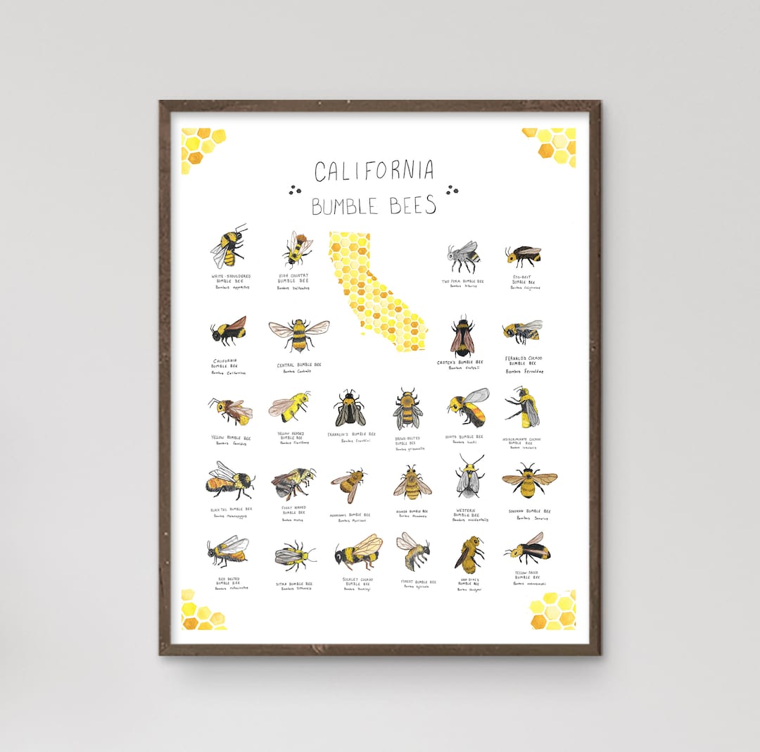 California Bumble Bees Poster- Watercolor Print- Bee Keeper Gifts ...
