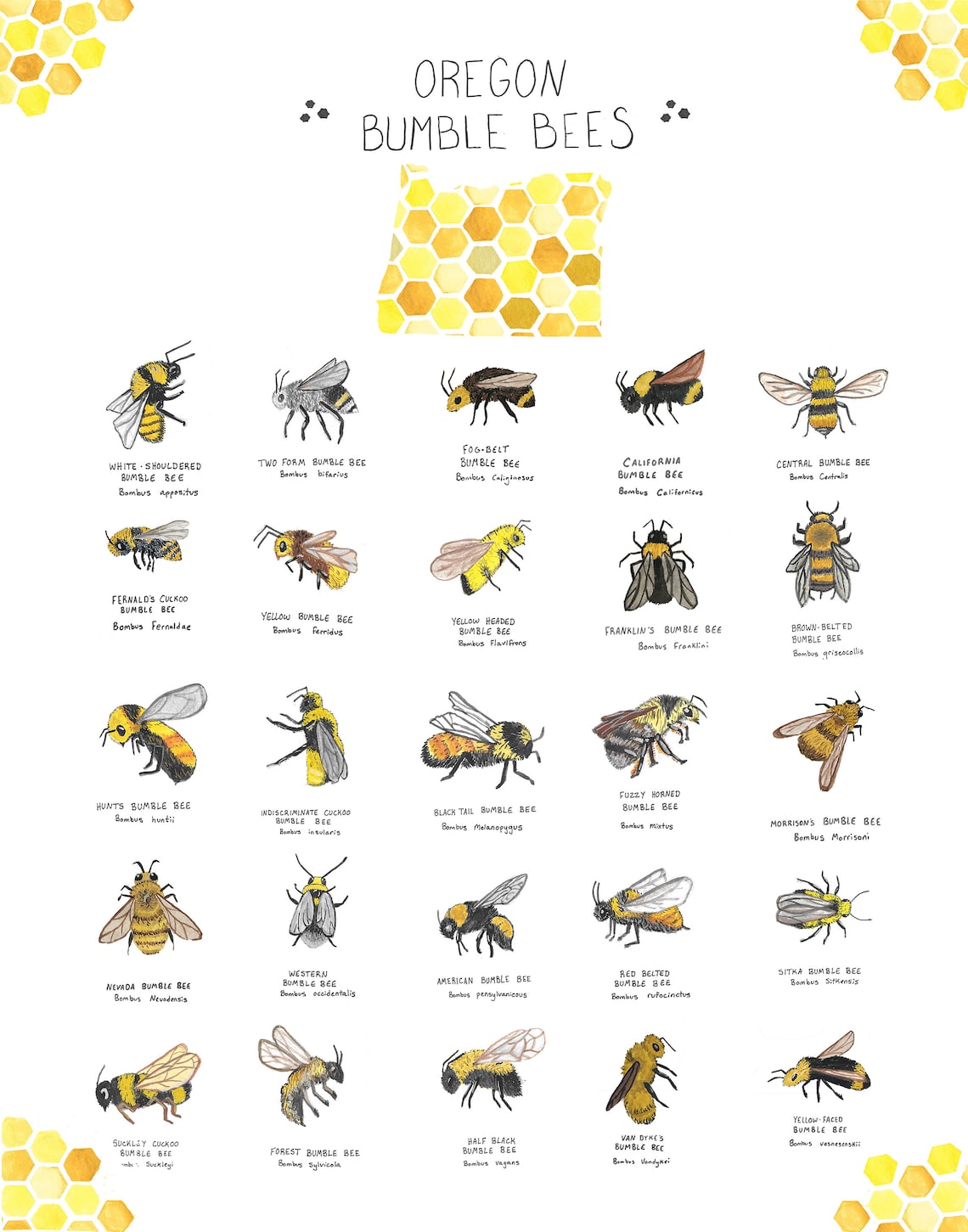 Oregon Bumble Bees Poster Watercolor Print Bee Keeper Gifts Oregon Art ...