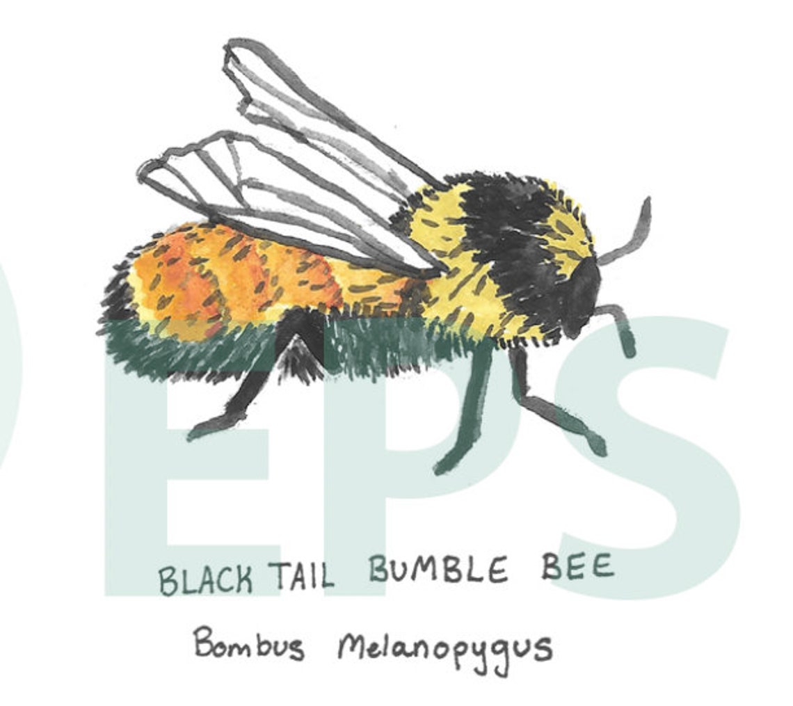 California Bumble Bees Poster- Watercolor Print- Bee Keeper Gifts ...