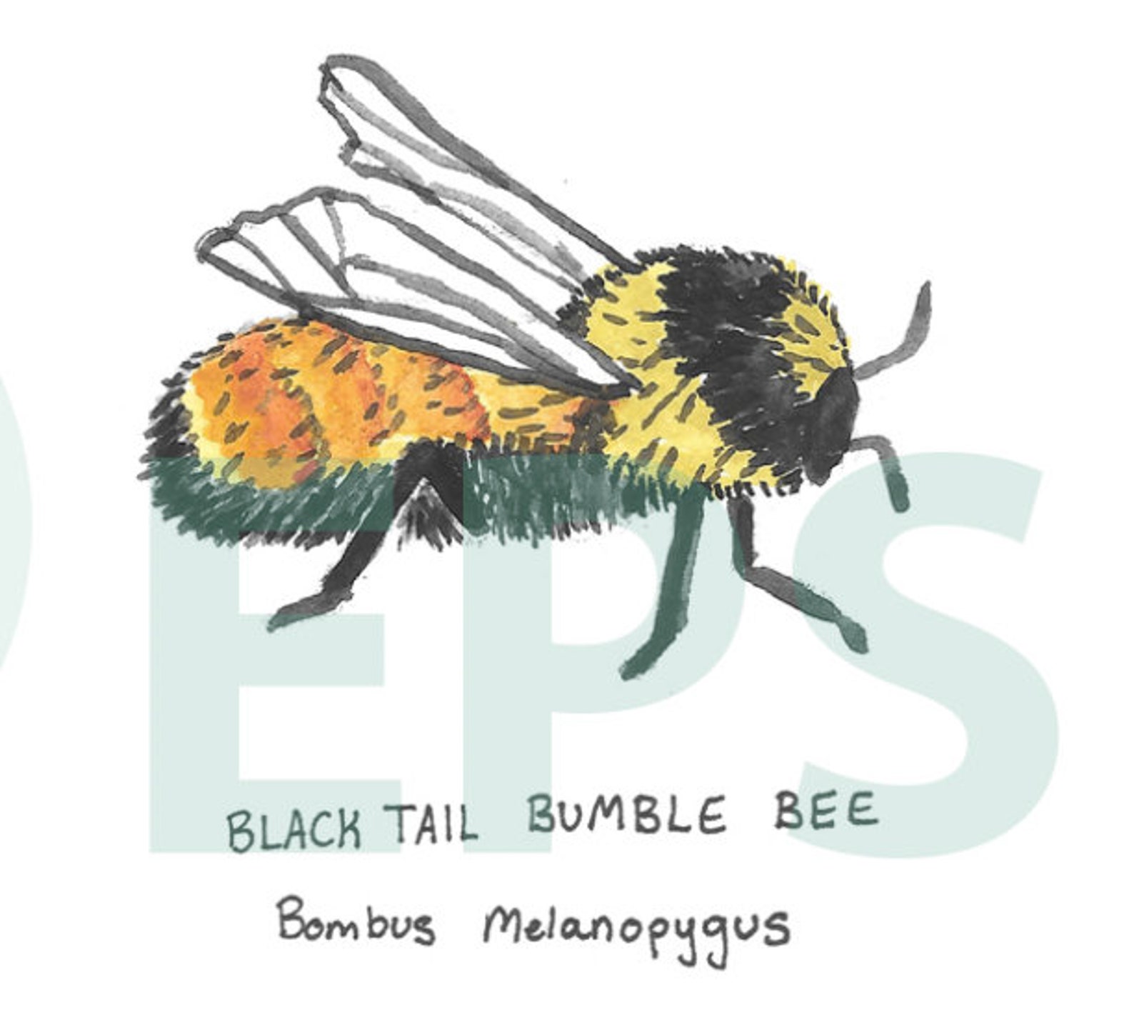 California Bumble Bees Poster- Watercolor Print- Bee Keeper Gifts ...