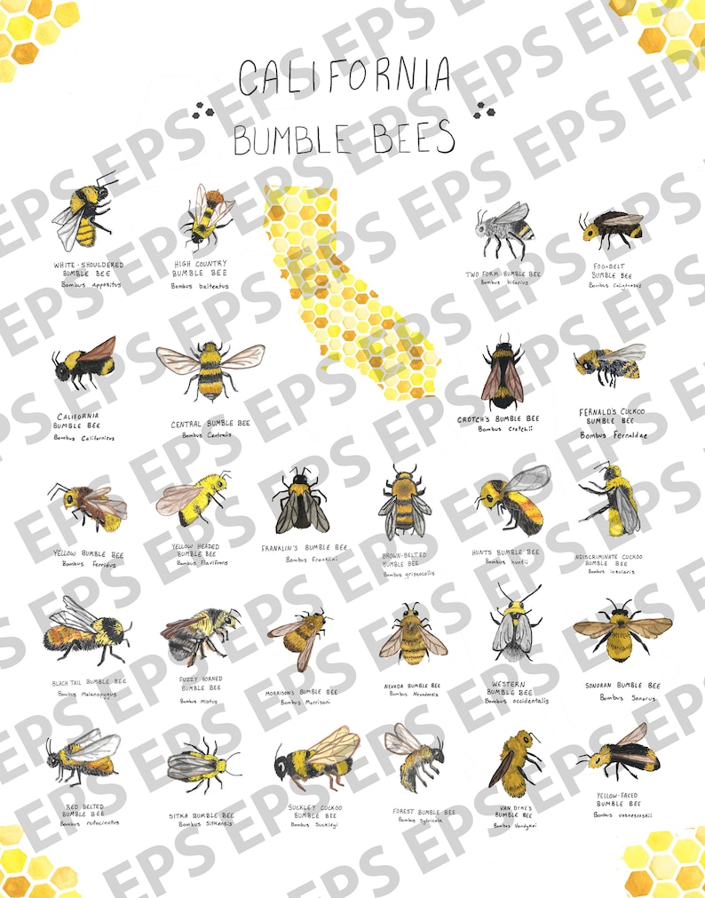 California Bumble Bees Poster- Watercolor Print- Bee Keeper Gifts ...
