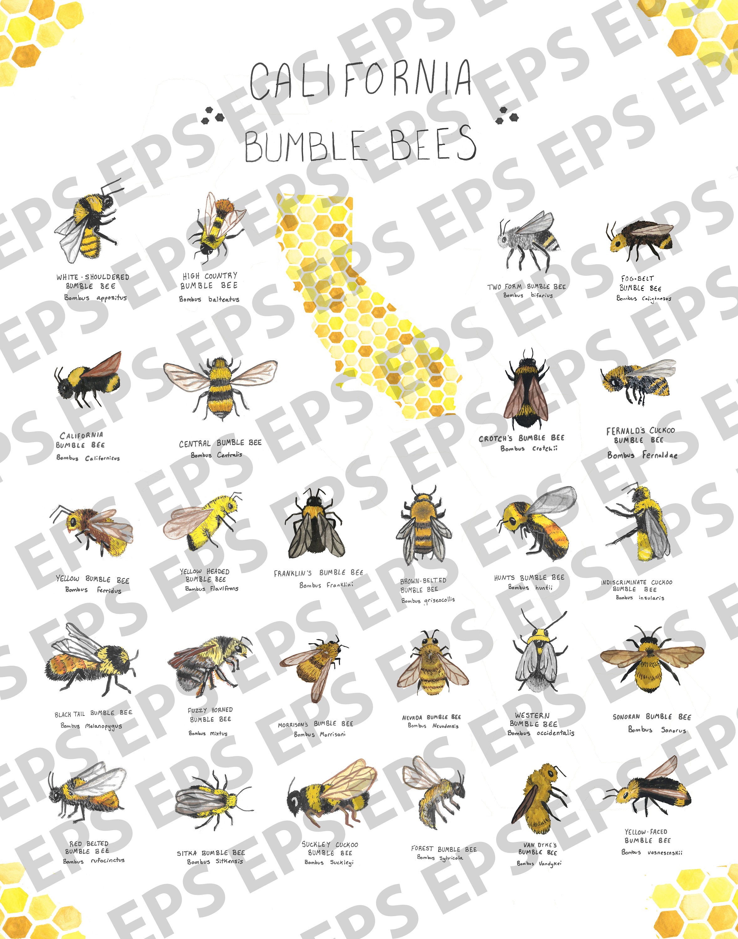 California Bumble Bees Poster- Watercolor Print- Bee Keeper Gifts ...