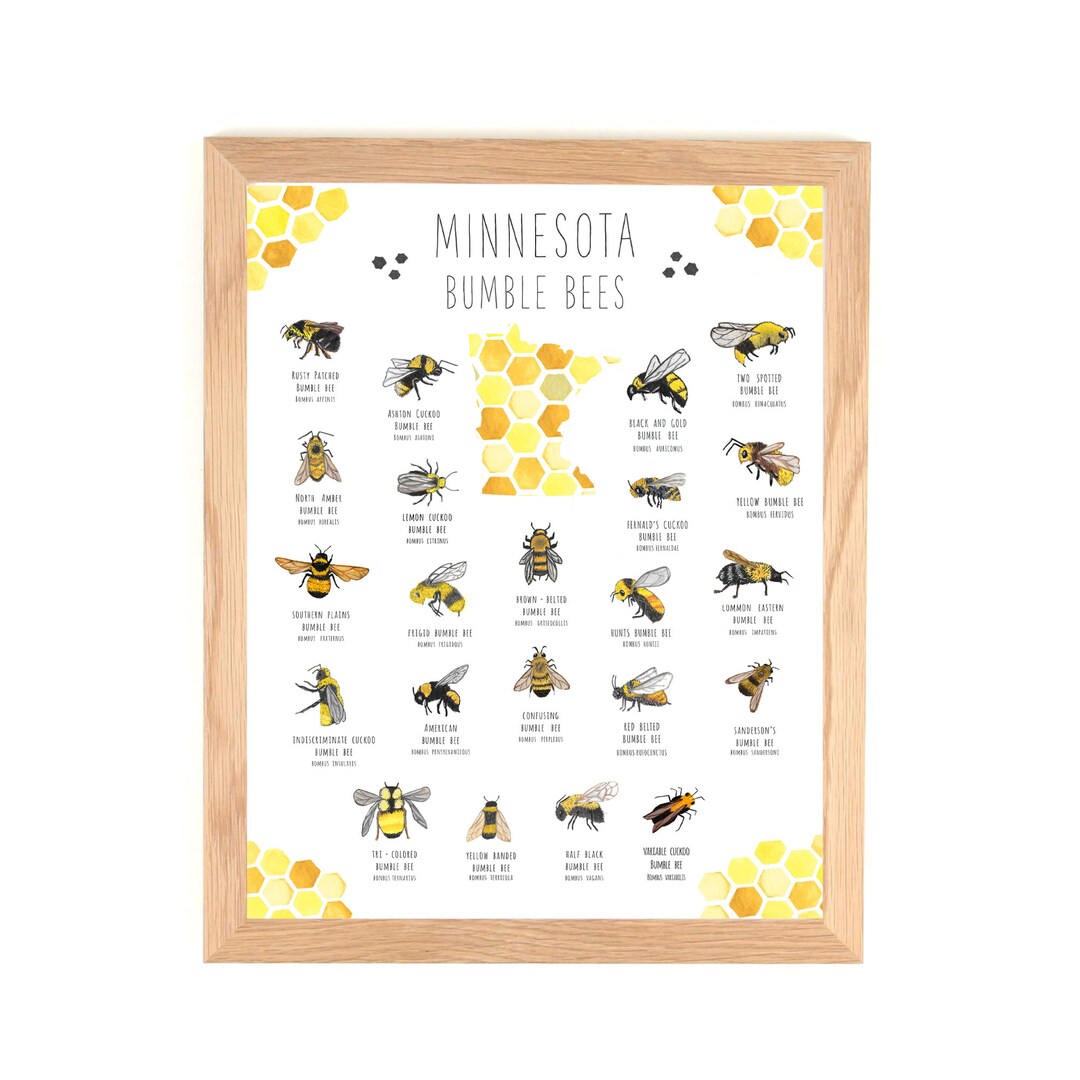 Minnesota Bumble Bee Species Poster - Wildlife Poster Print - Etsy