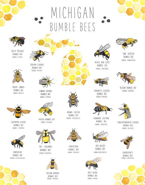 Types Of Bumble Bees