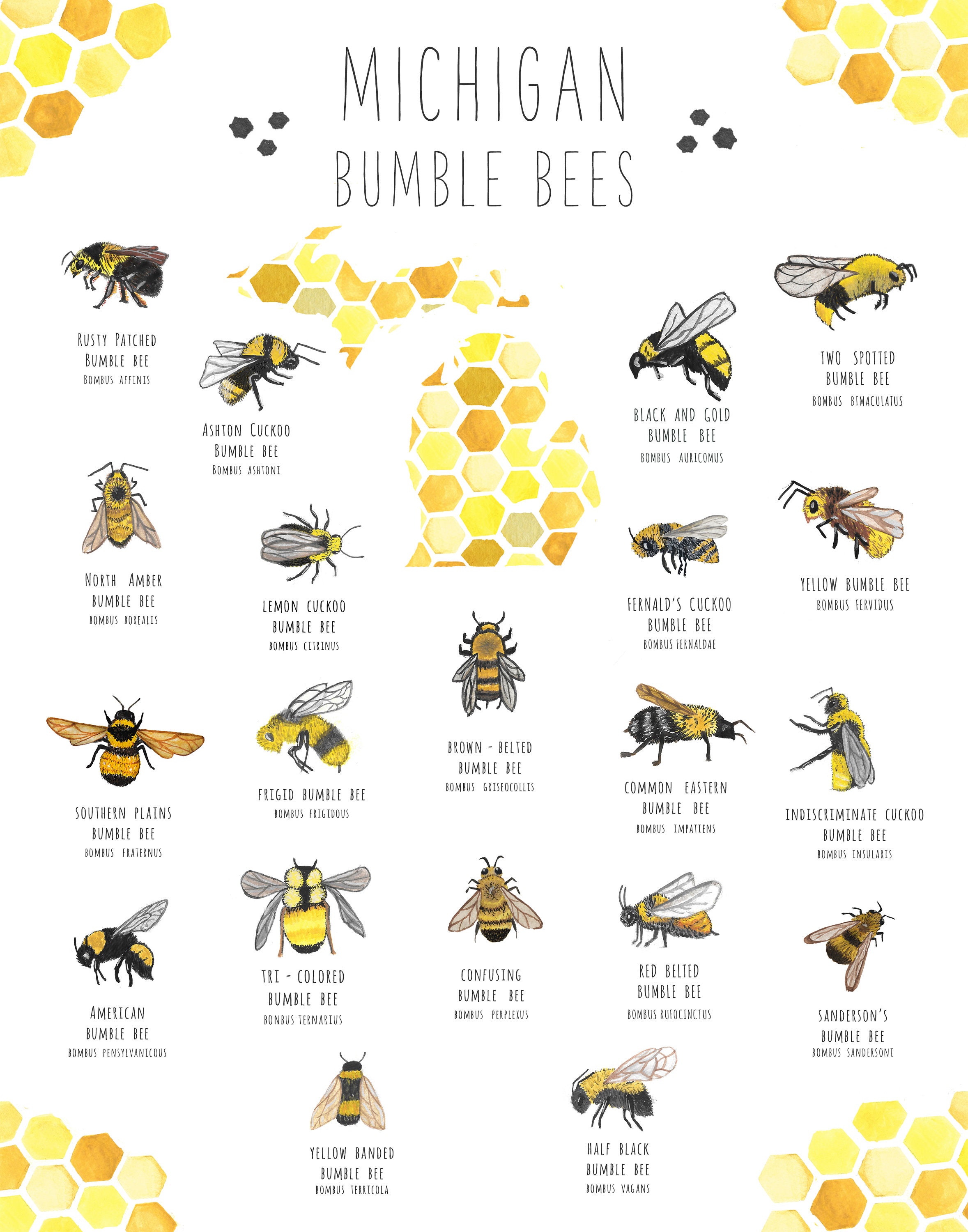 Michigan Bumble Bee Species Poster - Wildlife Poster Print - Etsy