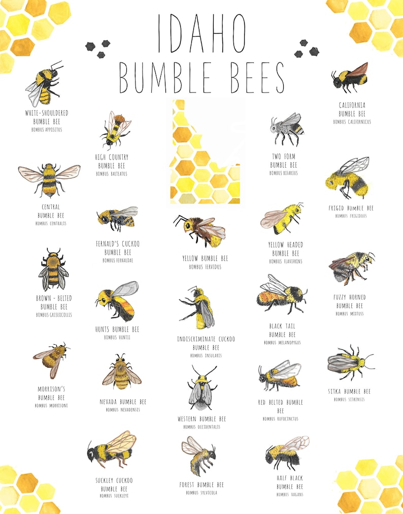 Idaho Bumble Bees Poster- Watercolor Print- Bee Keeper Gifts - Species ...