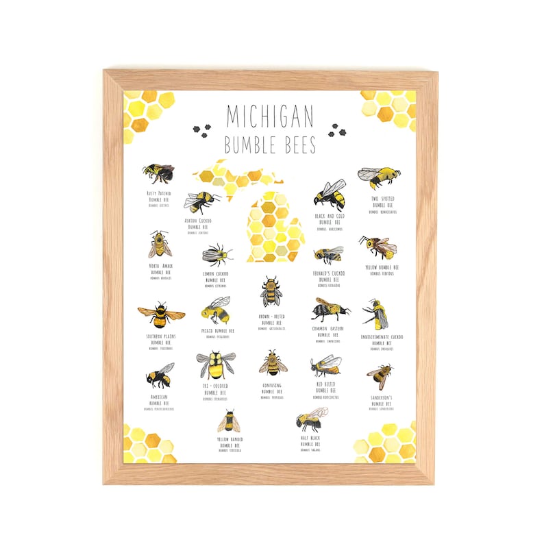 Michigan Bumble Bee Species Poster - Wildlife Poster Print - Etsy