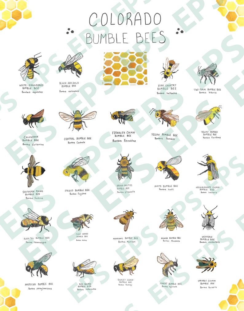 Colorado Bumble Bees Poster Watercolor Print Bee Keeper Gifts Colorado ...