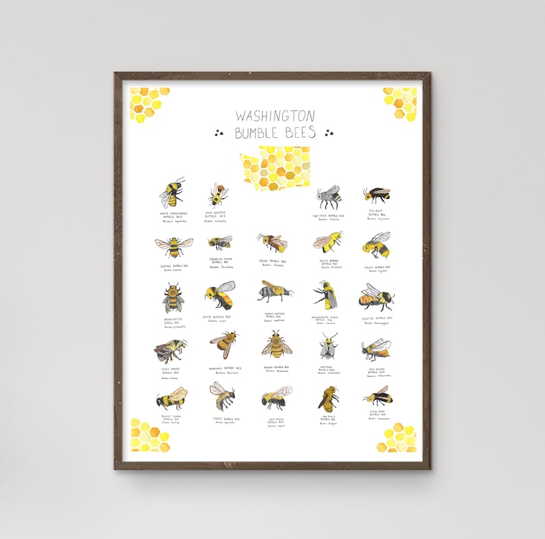 Washington Bumble Bees Poster- Watercolor Print- Bee Keeper Gifts ...