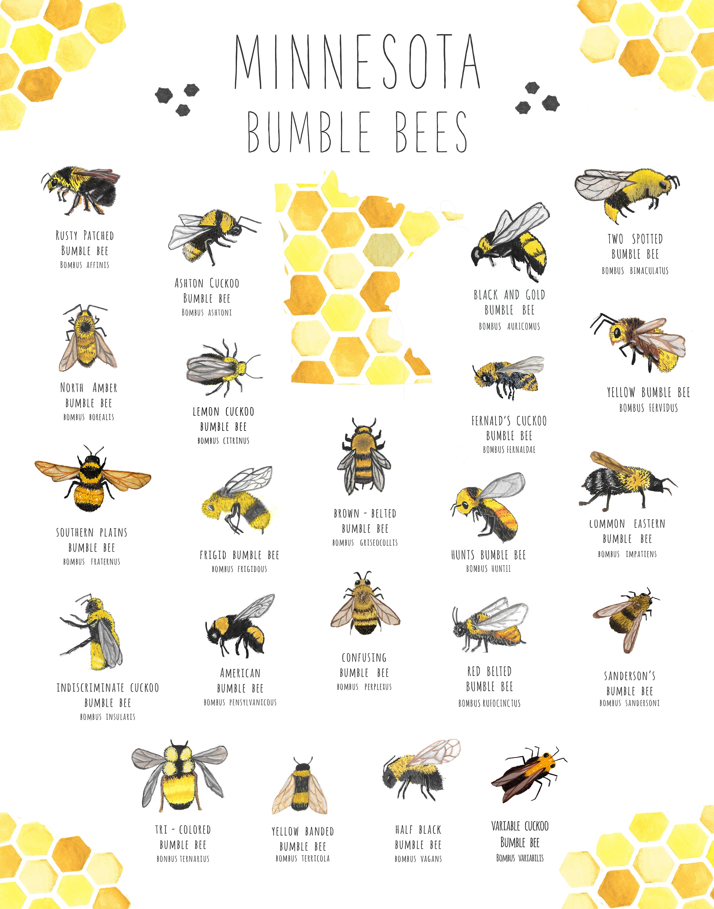 Minnesota Bumble Bee Species Poster - Wildlife Poster Print - Etsy