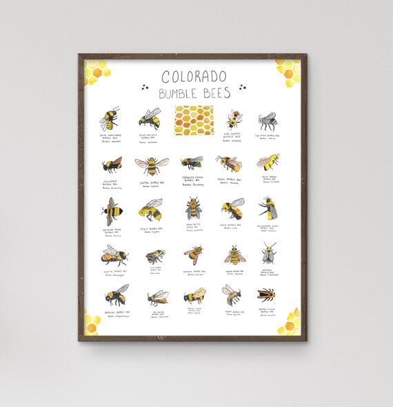Colorado Bumble Bees Poster Watercolor Print Bee Keeper - Etsy
