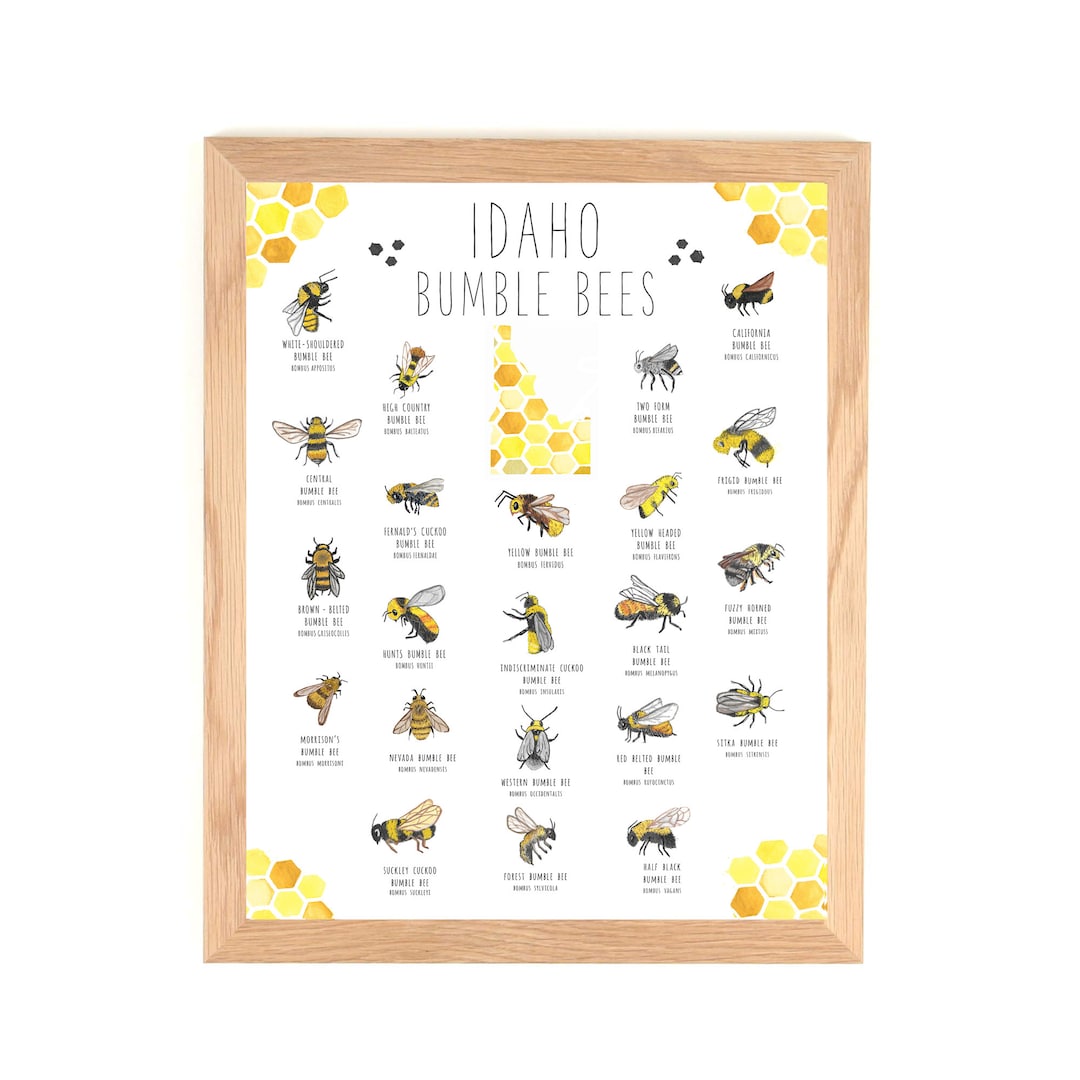Idaho Bumble Bees Poster- Watercolor Print- Bee Keeper Gifts - Species ...