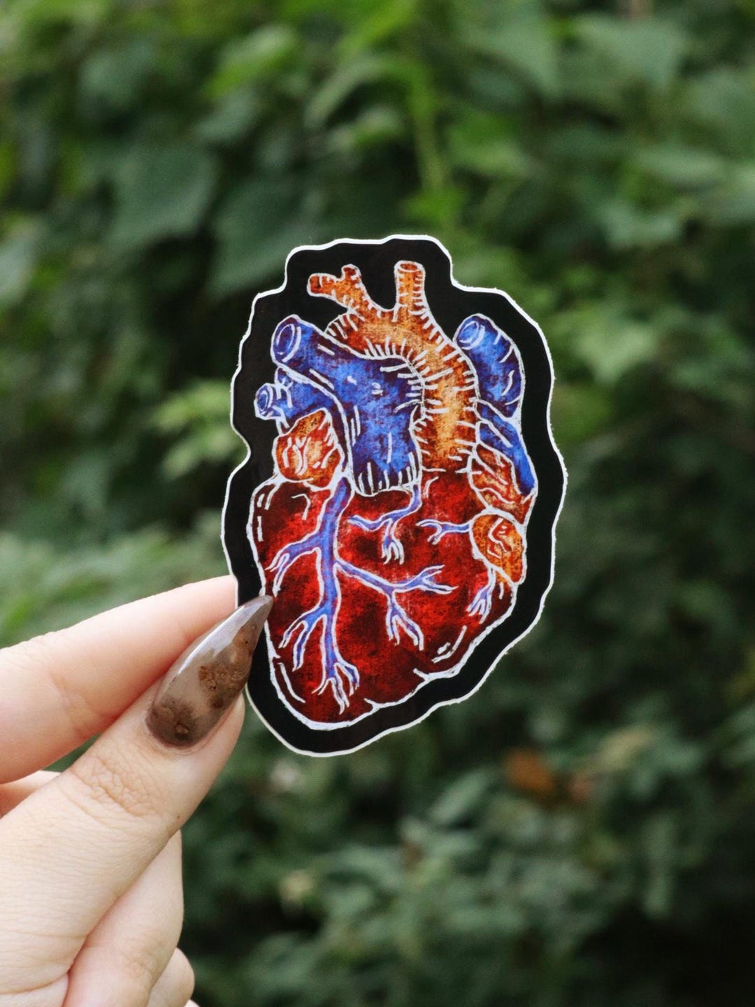 Anatomically Correct Heart Sticker - Etsy