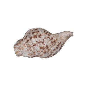 Antique Large " Shankh” Conch Shell | Original 8” Long Conch | Unique ...