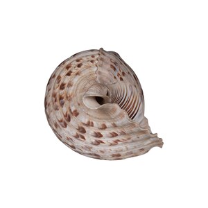 Antique Large " Shankh” Conch Shell | Original 8” Long Conch | Unique ...