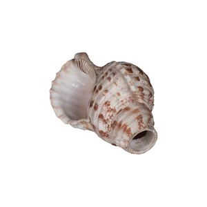 Antique Large " Shankh” Conch Shell | Original 8” Long Conch | Unique ...