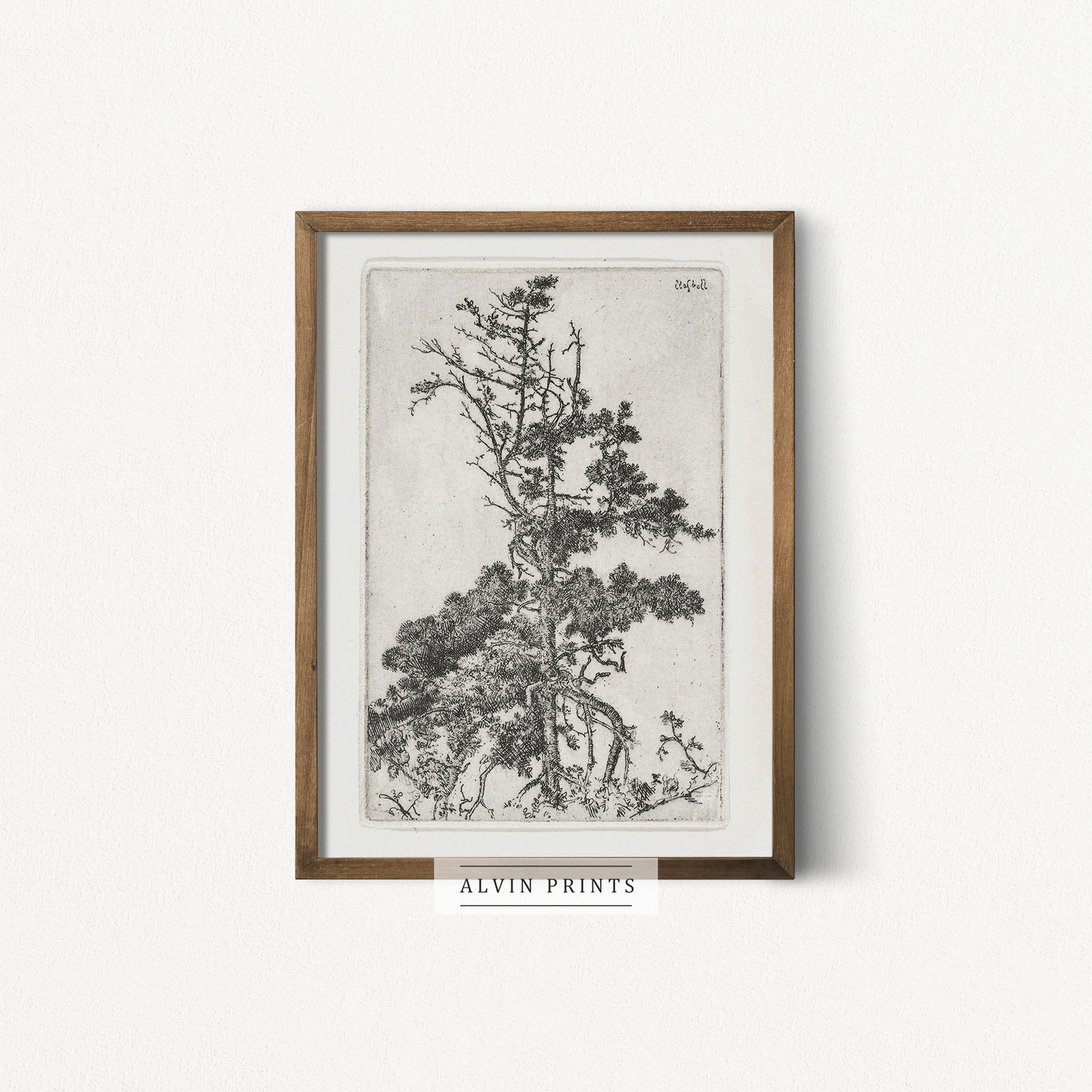Vintage Tree Drawing Engraving Art Print Tree Sketch Etching - Etsy