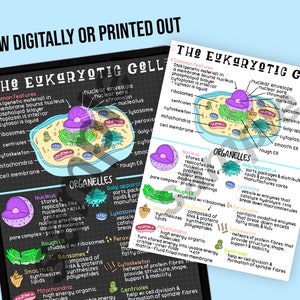 Cell Organelles Study Notes | Biology Notes - Etsy