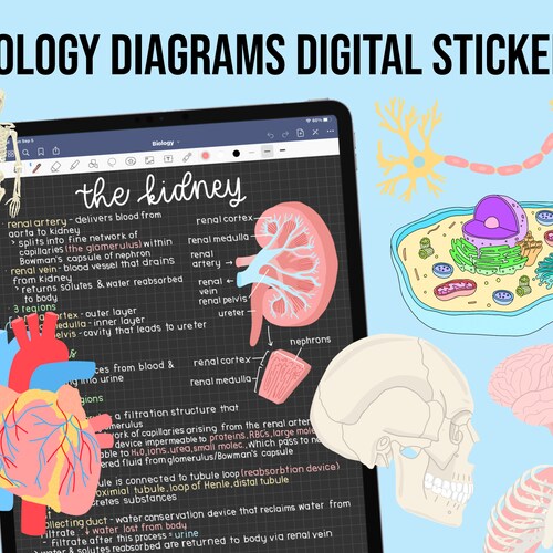 Biology & Anatomy Digital Stickers Hand-drawn Ipad - Etsy