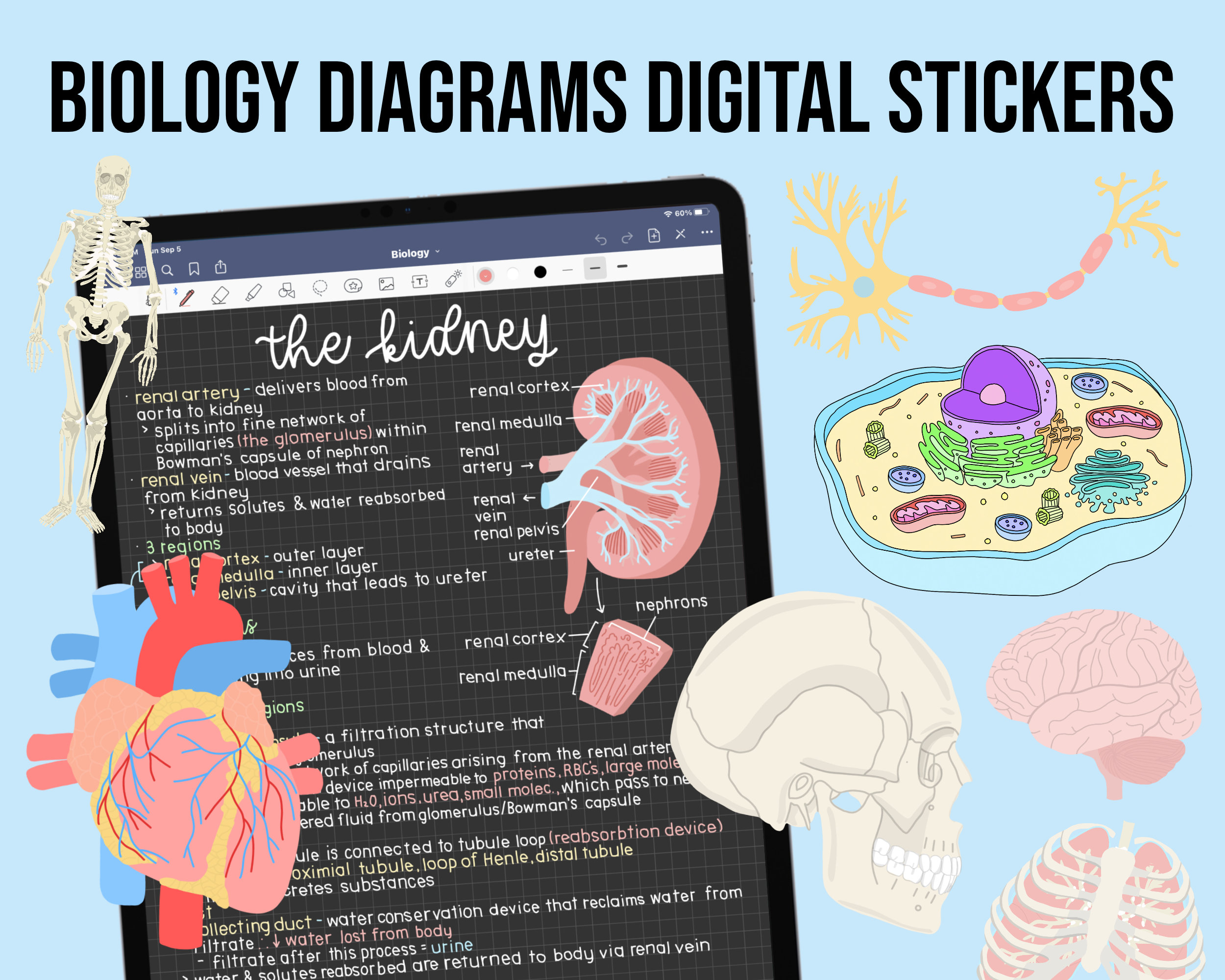 Biology & Anatomy Digital Stickers Hand-drawn Ipad - Etsy